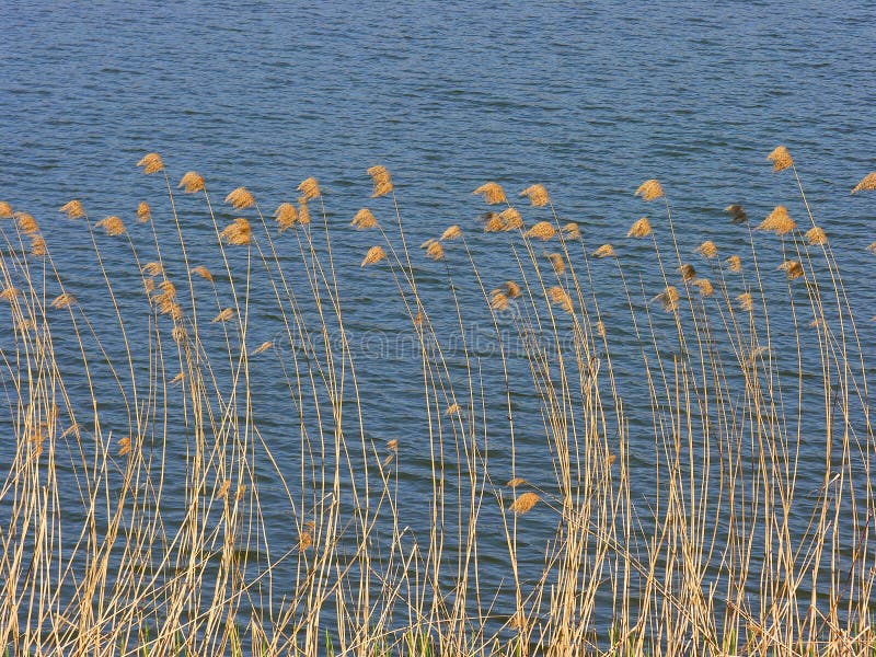 Reeds at the lake stock image. Image of morning, lake - 74648615