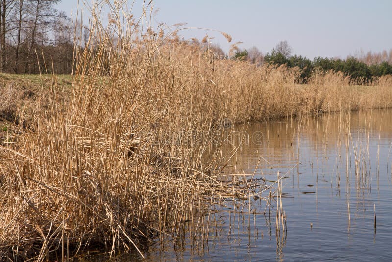 Reeds on lakeside stock image. Image of lakeside, lake - 117562687