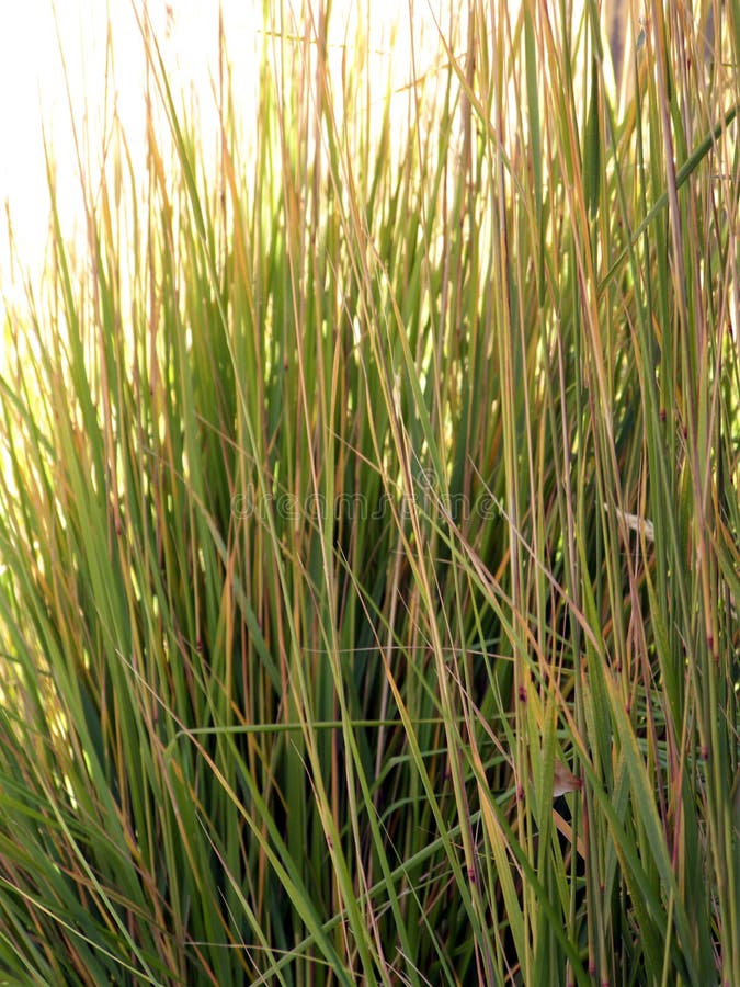 Reeds and Light stock photo. Image of flora, grove, reed - 11831208
