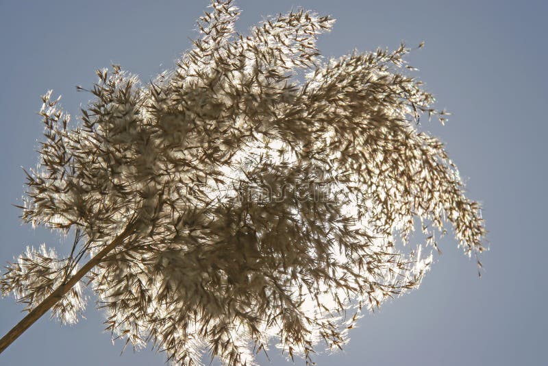 Reeds in the light stock image. Image of light, fluff - 84572149