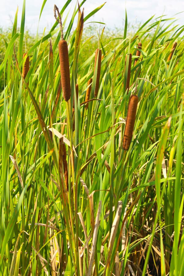Reeds in a marsh stock photo. Image of botanical, grass - 136382406
