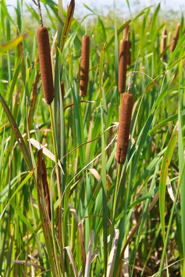 Common Bulrush Typha Latifolia Stock Image - Image of latifolia, plant ...