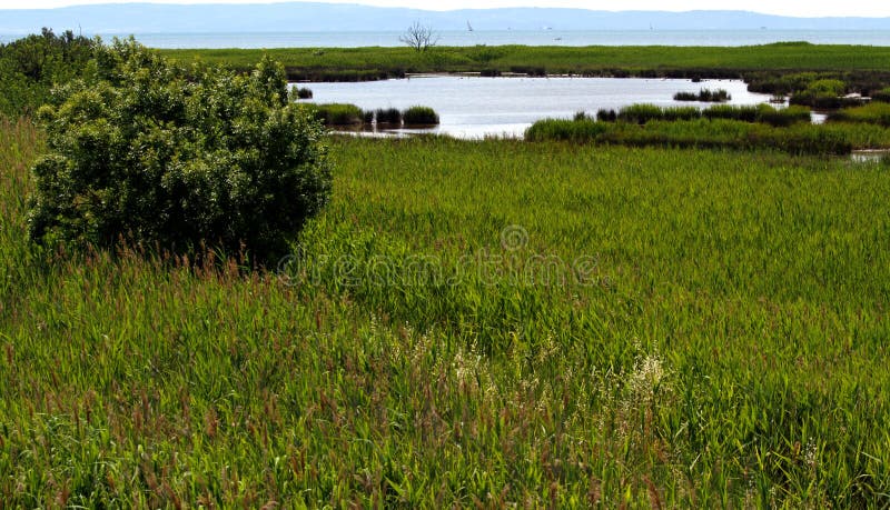 Reeds and Marshes in a Protected Natural Park Stock Photo - Image of ...