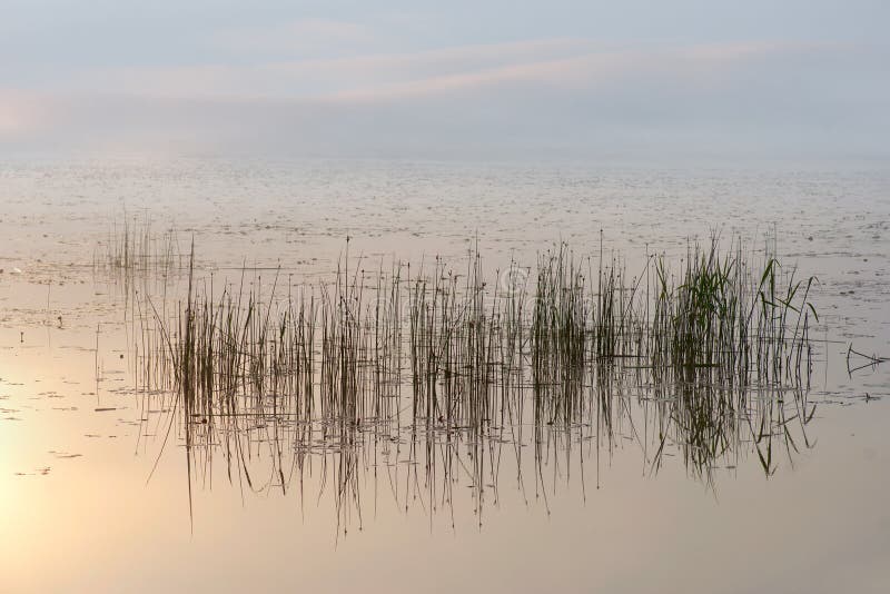 Reeds in morning stock image. Image of reeds, sunshine - 29265771