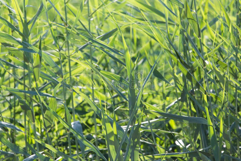 Reeds in nature stock photo. Image of lake, cane, macro - 90479588
