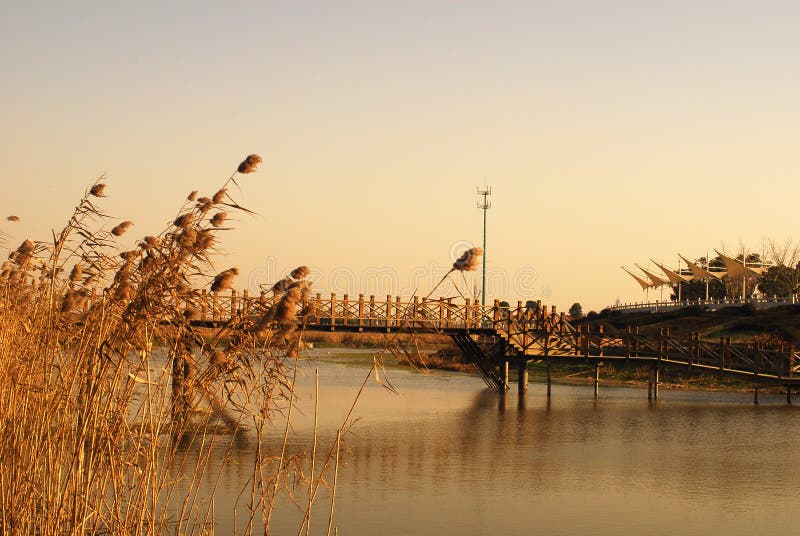 Reeds near Bridge stock photo. Image of foliage, reed - 7567818