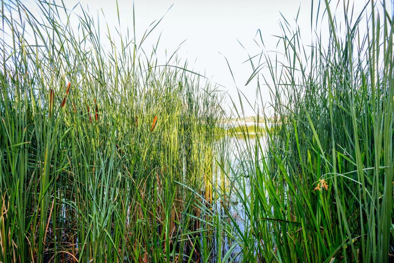 Green Reeds Grow Near The Water Of The Lake In Summer Stock Image ...