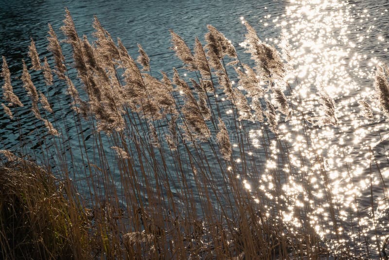 Aquatic Plants. Beautiful Natural Green Background Stock Image - Image ...