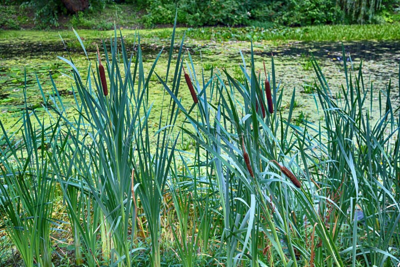 Reeds by the old pond stock photo. Image of bush, bulrush - 75420612