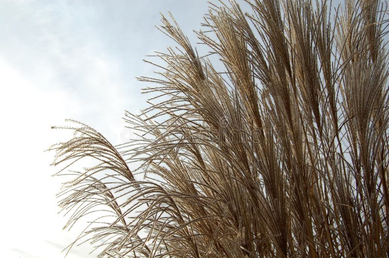 Reeds stock photo. Image of organic, branch, phragmites - 48410862