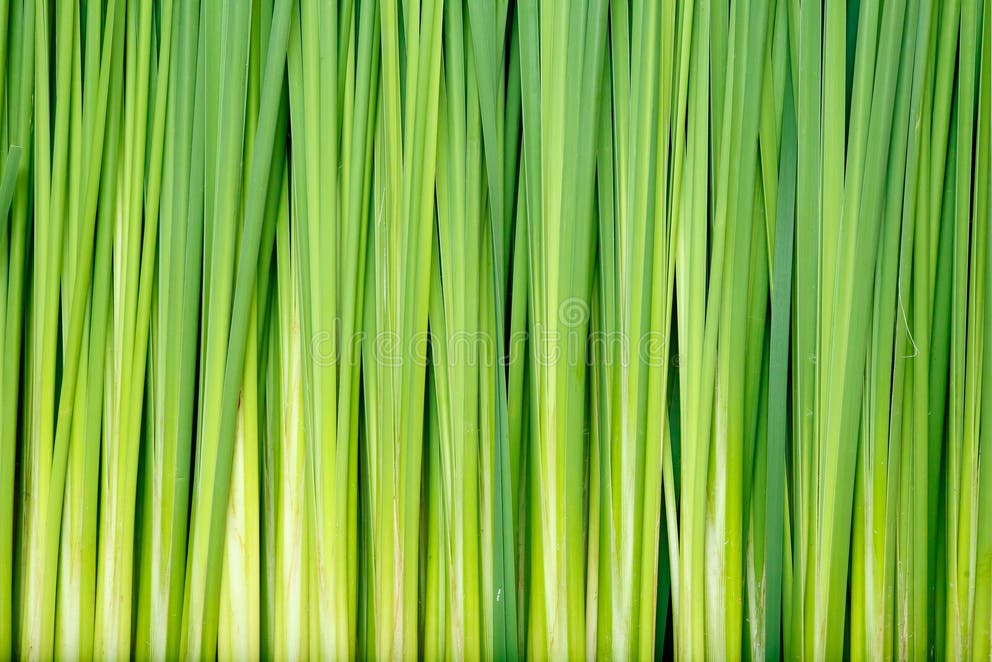 Reeds pattern stock photo. Image of gardening, country - 26214828