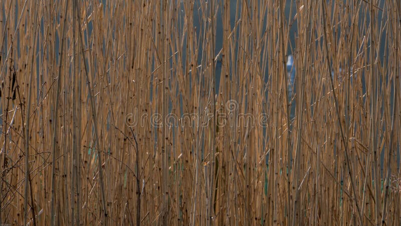 Reeds stock photo. Image of stream, brown, reeds, peaceful - 49659300