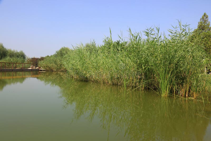 Reeds in the pond stock image. Image of water, summer - 386446441
