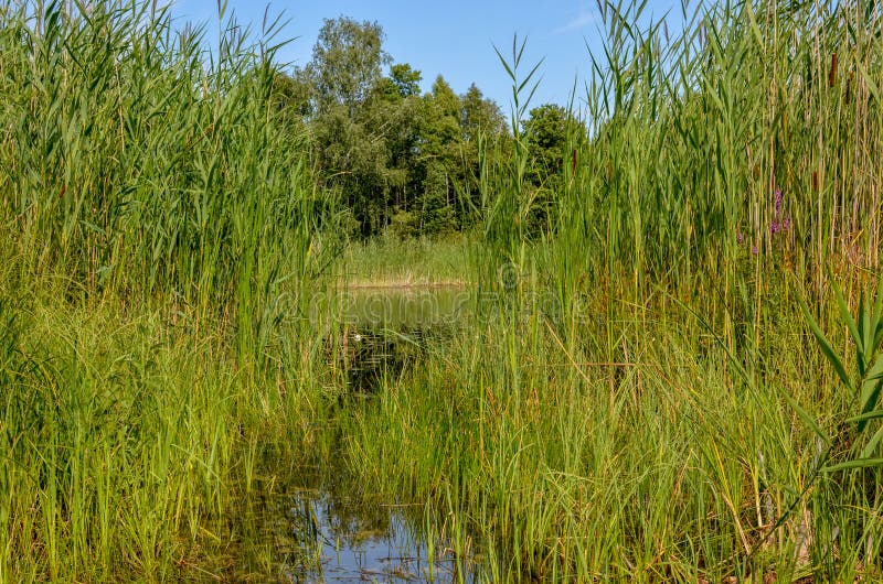 Reeds at the Pond with Blue Sky Stock Photo - Image of beautiful, gold ...