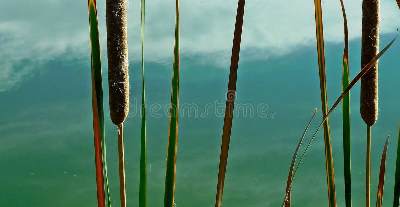Reeds in pond stock photo. Image of fluffy, reflecting - 92104718