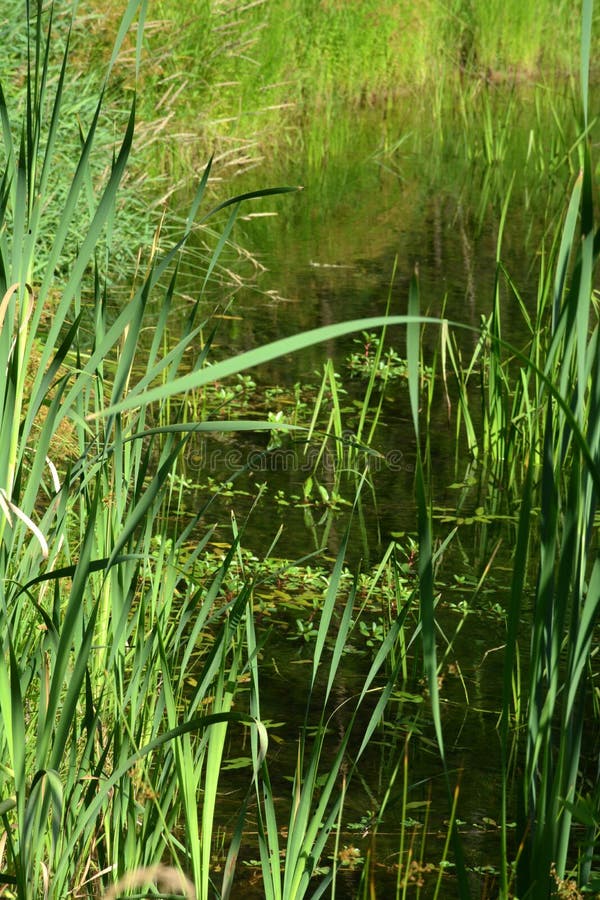 Reeds and pond grass stock photo. Image of water, grass - 94779732