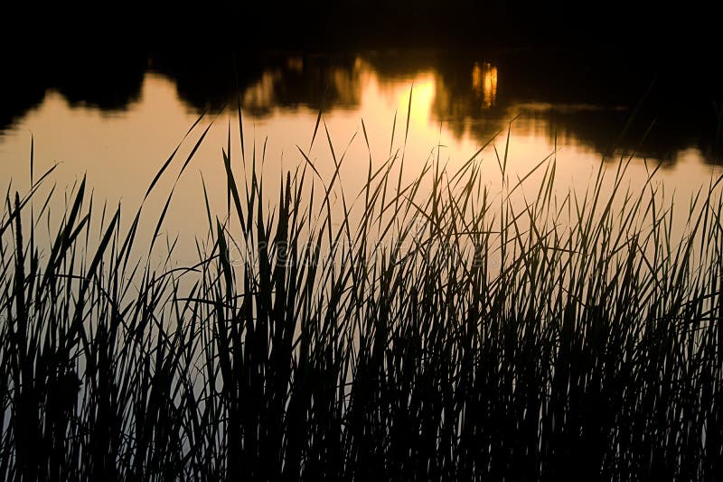Reeds Pond Sunset Silhouette Stock Image - Image of darkness, nature ...