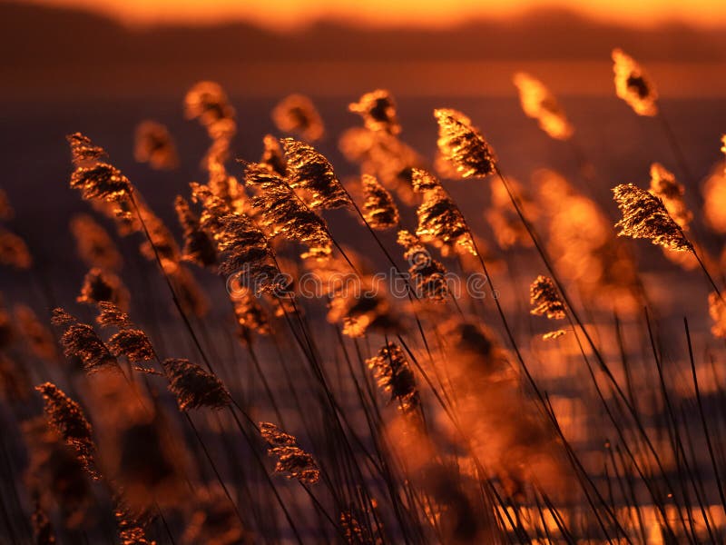 The Reeds in the Rays of the Rising Sun Stock Photo - Image of ripe ...