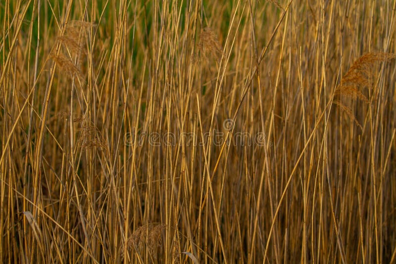 Reeds stock image. Image of yellow, natural, autumn - 144363279