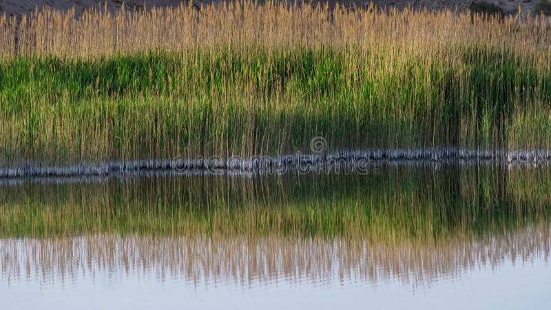 The Reeds Reflected Themselves in the Water Stock Photo - Image of ...