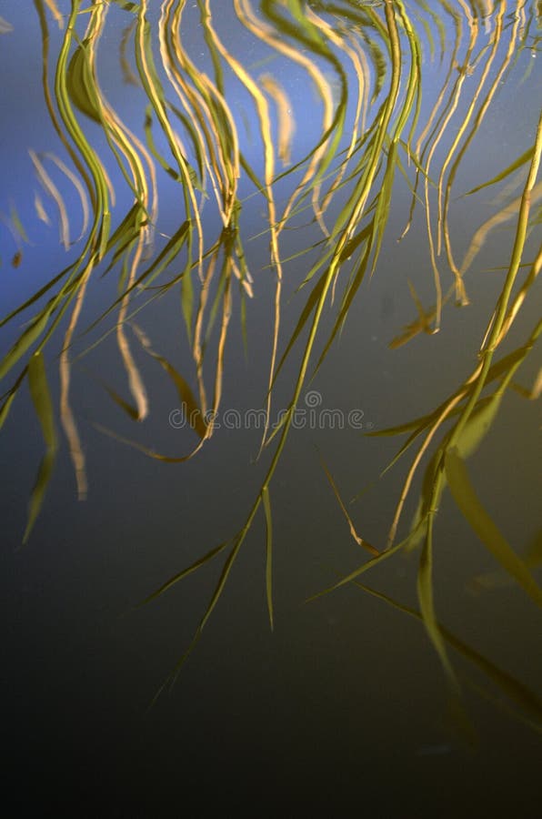 Reeds reflected in water stock photo. Image of flora - 55433548