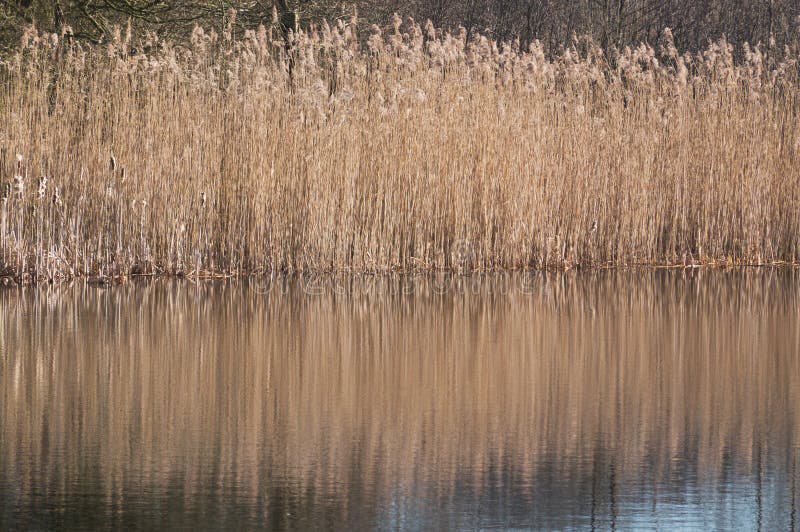 Reeds reflected in water stock image. Image of reflected - 242994163