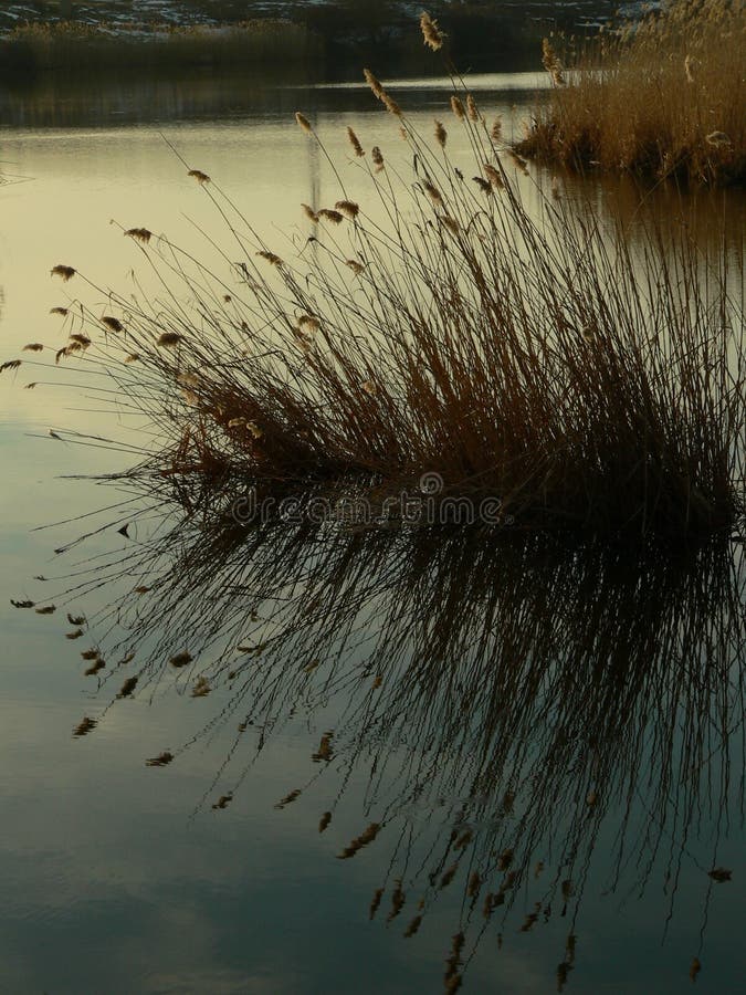 Reeds reflection on a lake stock image. Image of vegetation - 559771