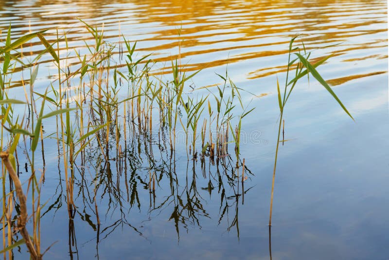 Reeds stock image. Image of reed, deep, cloud, yellow - 62797799