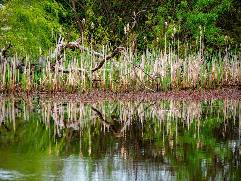 Reeds and Reflections at the Edge of the Pond Stock Image - Image of ...