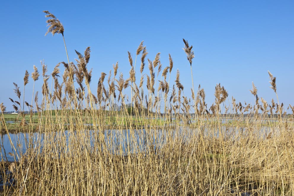 Reeds at the river stock photo. Image of reed, views - 22383590