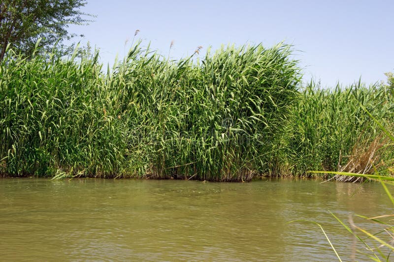 Reeds at river stock image. Image of environmental, bush - 25124817