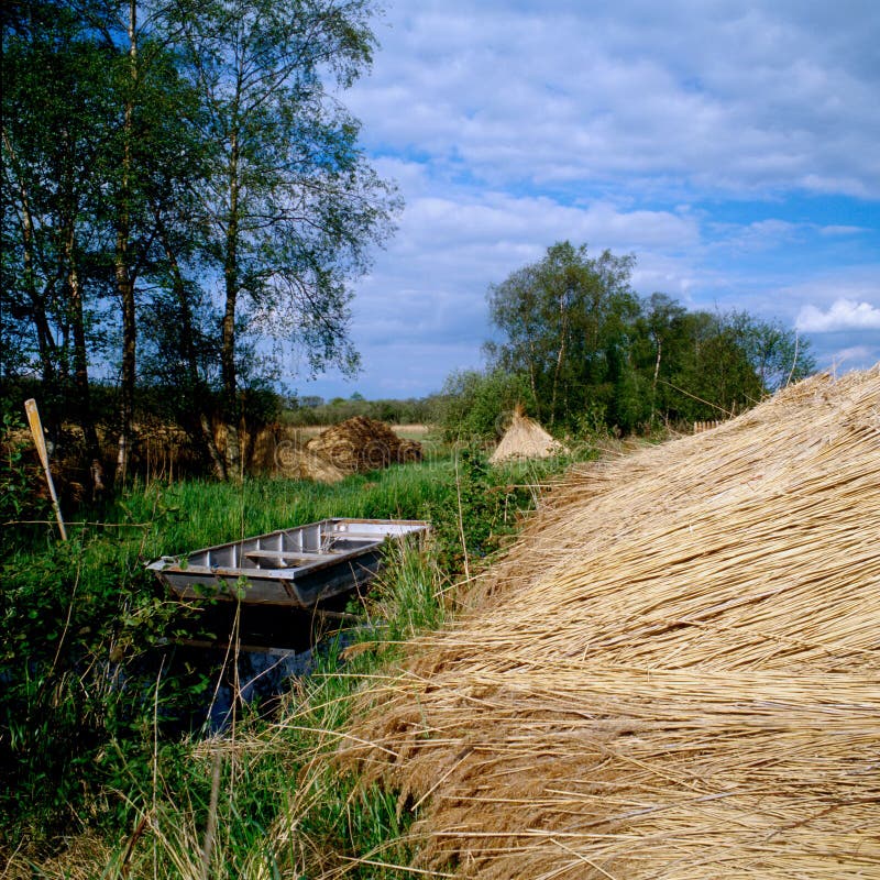 Reeds by the river bank stock image. Image of bundle, broads - 4738501