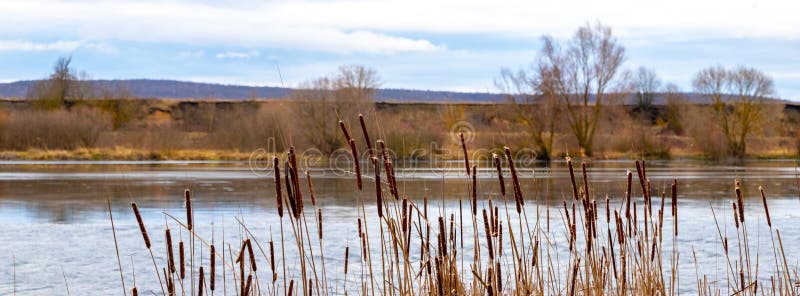 Reeds on the River Bank in Late Autumn Stock Photo - Image of lake ...
