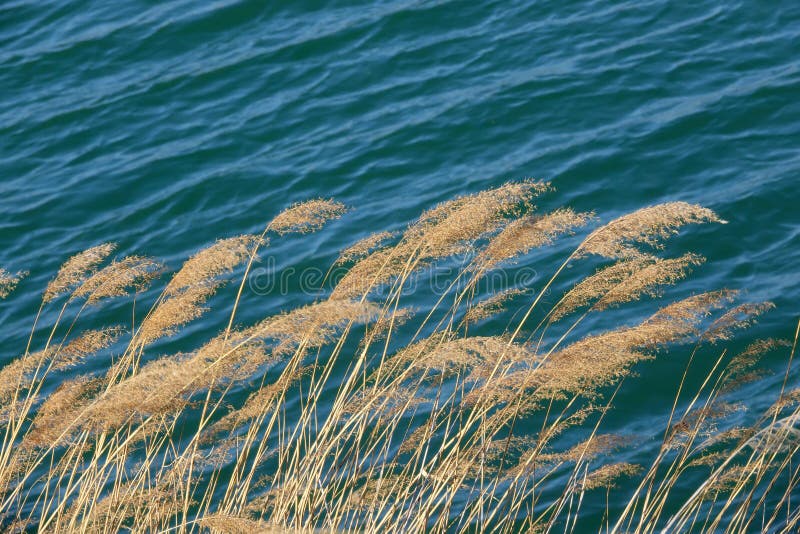 Reeds in river stock photo. Image of winter, aquatic - 176343218