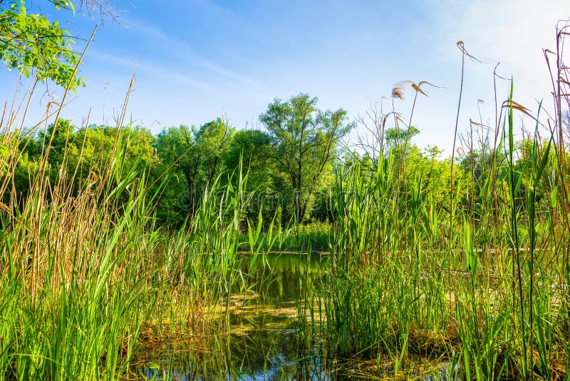 Reeds on river in forest stock image. Image of fresh - 148715249