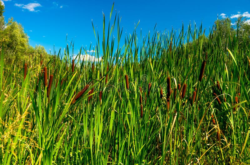 Green reeds in the swamp stock photo. Image of natural - 66080366