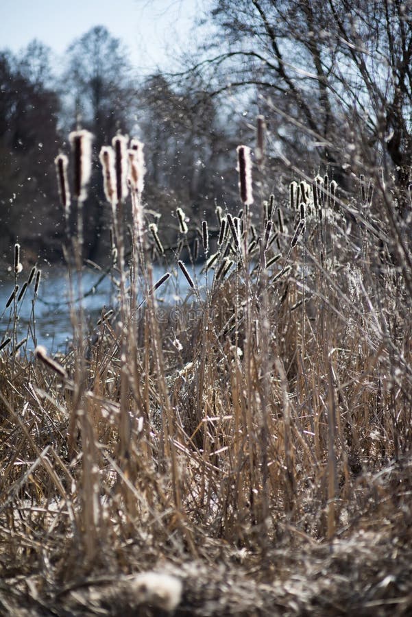 Reeds by the river stock photo. Image of color, morning - 69942874