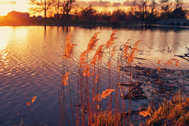 Reeds by the river stock photo. Image of surface, copy - 91845412