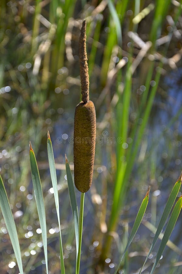 Reeds on the river water stock image. Image of leaves - 119656707