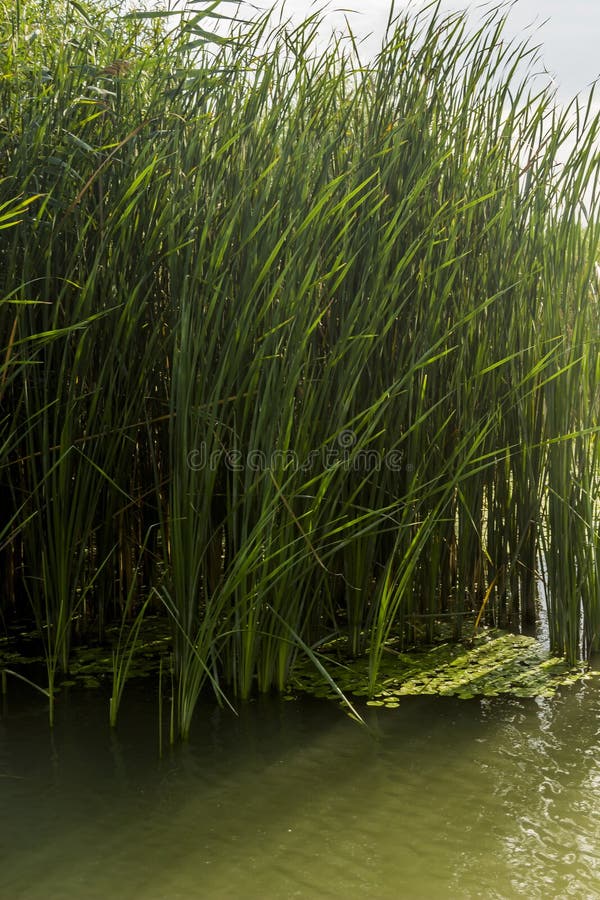 A reeds on the river water stock photo. Image of lake - 253569978
