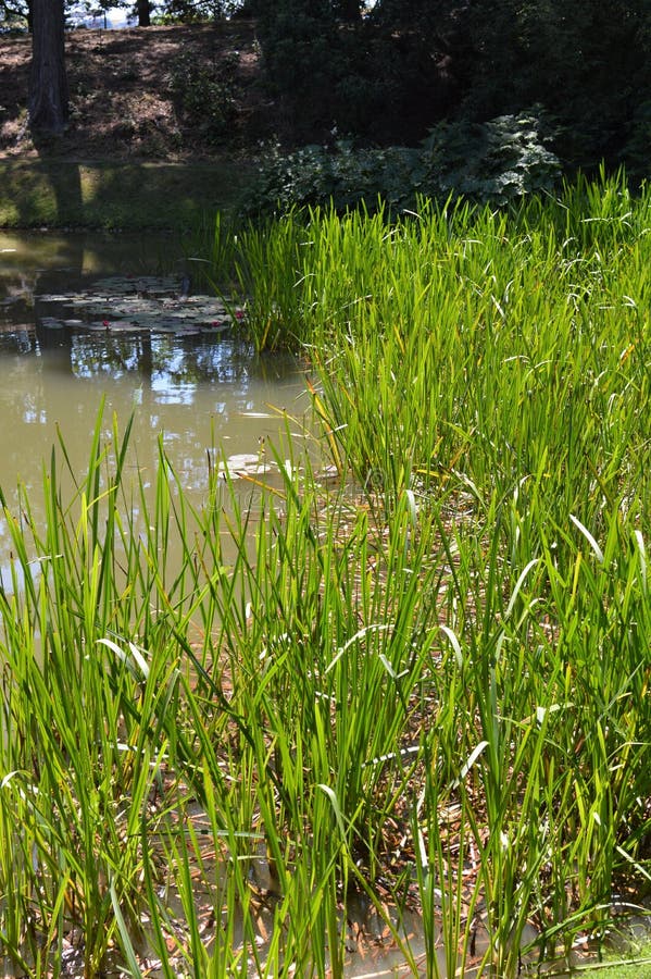 Reeds on a riverbank. stock image. Image of plants, growing - 95403289