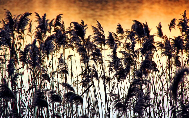 Reeds and Rushes on a River Bank at Sunset Stock Image - Image of flora ...