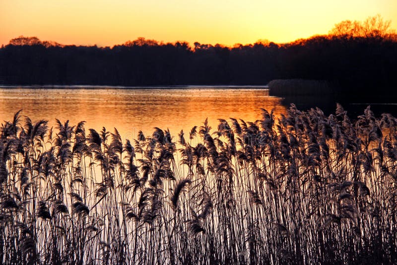 Reeds and Rushes on a River Bank at Sunset Stock Image - Image of flora ...
