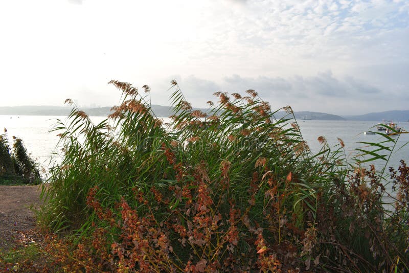 The Reeds by the Sea Bosphorus Stock Photo - Image of bosphorus, herb ...
