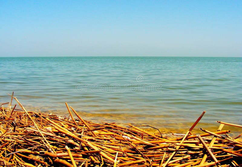 Reeds at the sea shore stock photo. Image of calm, blue - 75727396