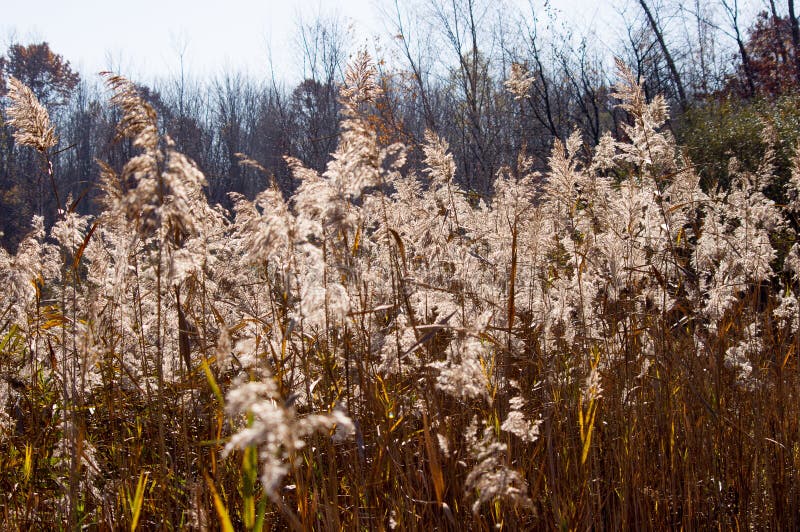 Reeds in Seed with Sunlight. Stock Photo - Image of prairie, field ...