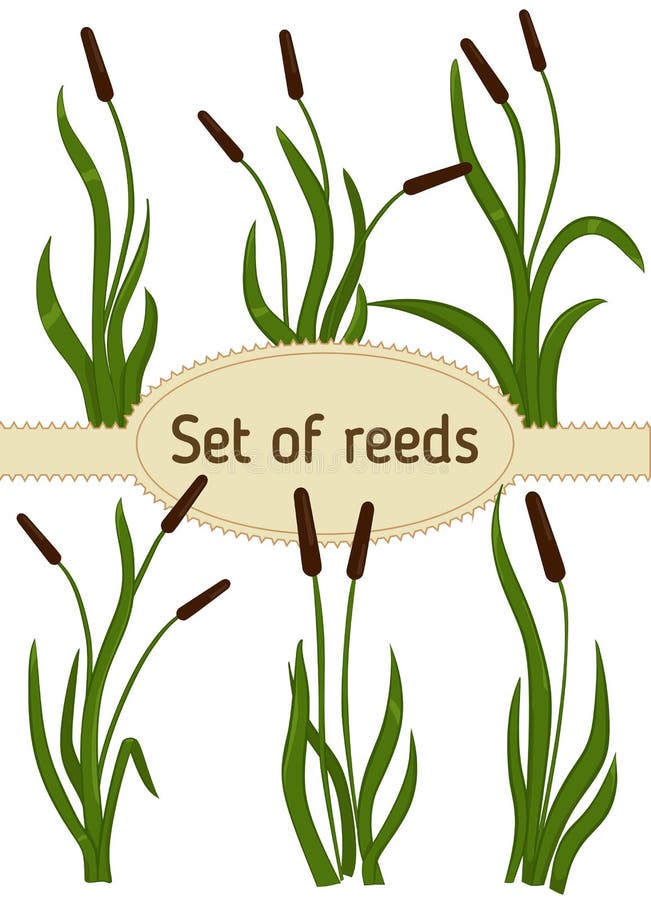 Reeds Stock Illustrations – 4,356 Reeds Stock Illustrations, Vectors ...