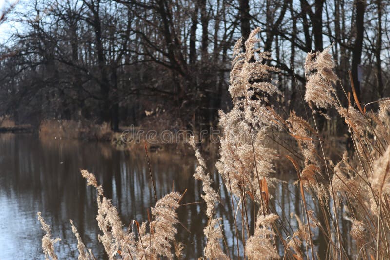 Reeds on the Shore of the Pond Illuminated by the Spring Sun. the ...