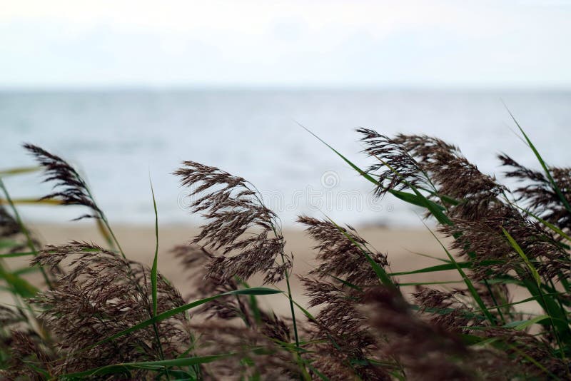 The Reeds on the Shore of the Sea As a Backdrop. Stock Image - Image of ...