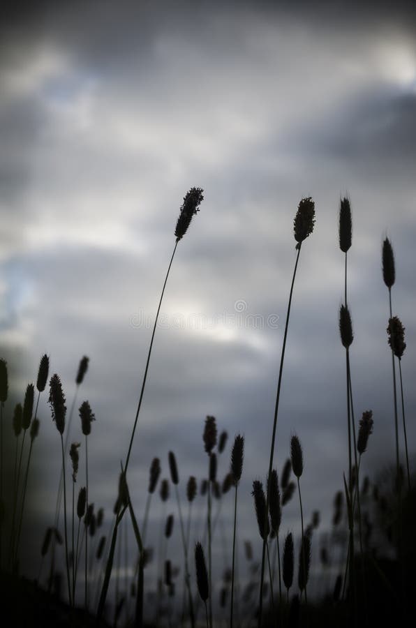 Reeds silhouette stock image. Image of harmony, grass - 11599731